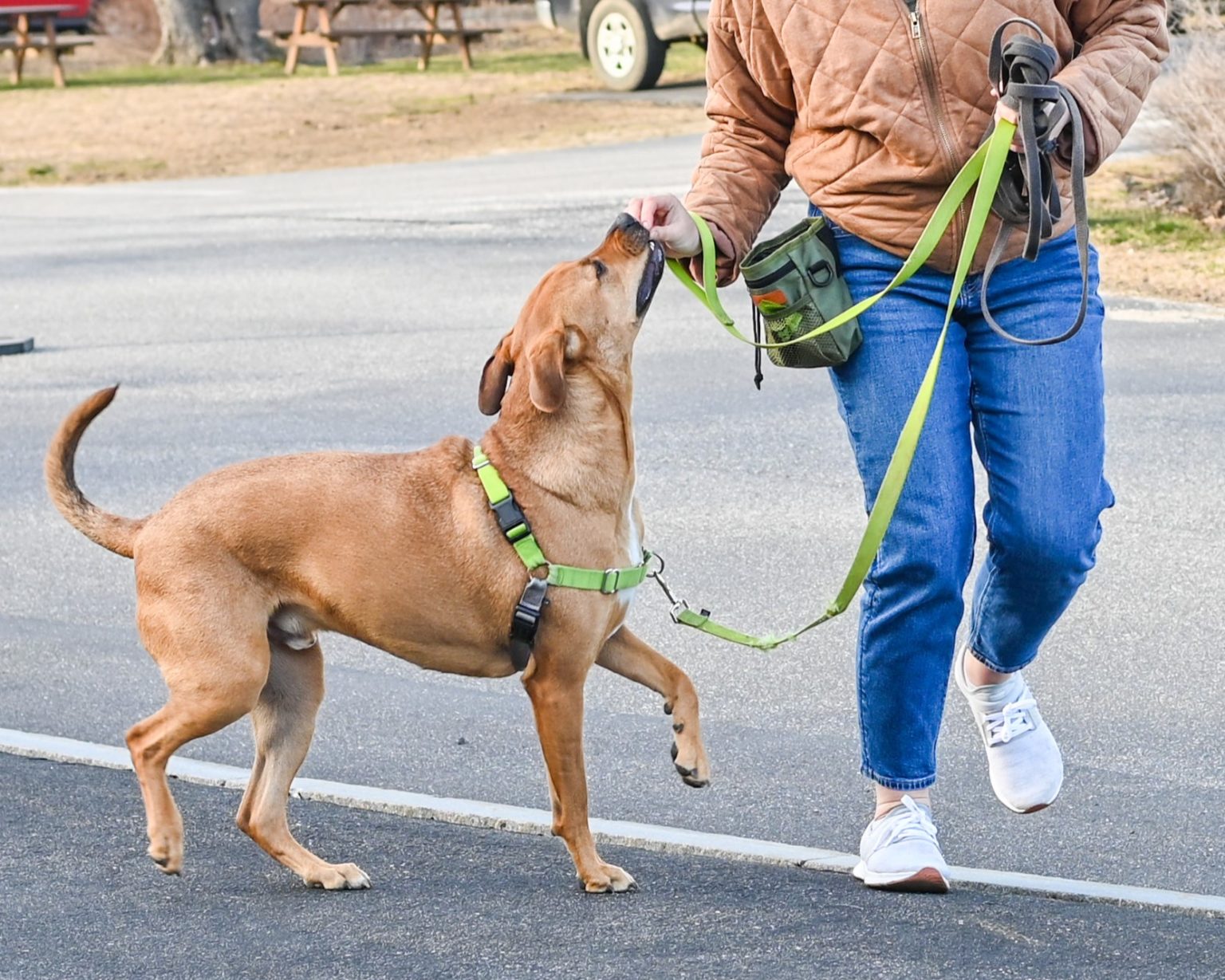 Adult Dog Classes - Animal Refuge League of Greater Portland - Maine ...