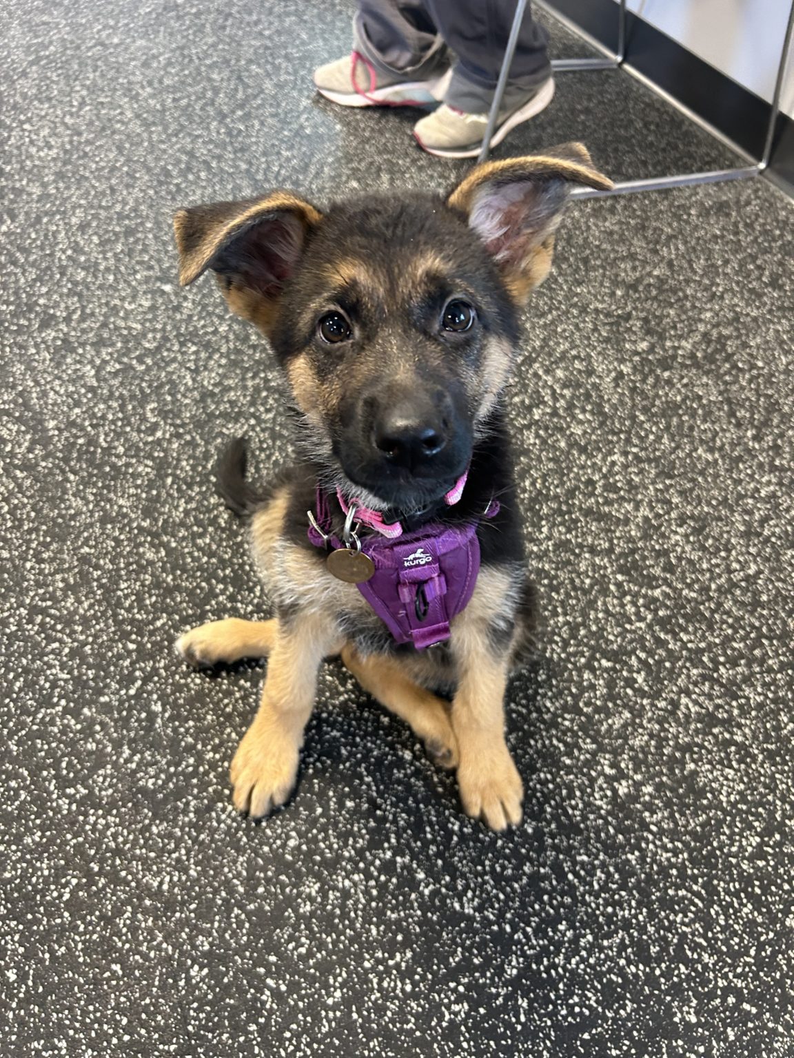 Puppy Classes - Animal Refuge League of Greater Portland - Maine Animal ...