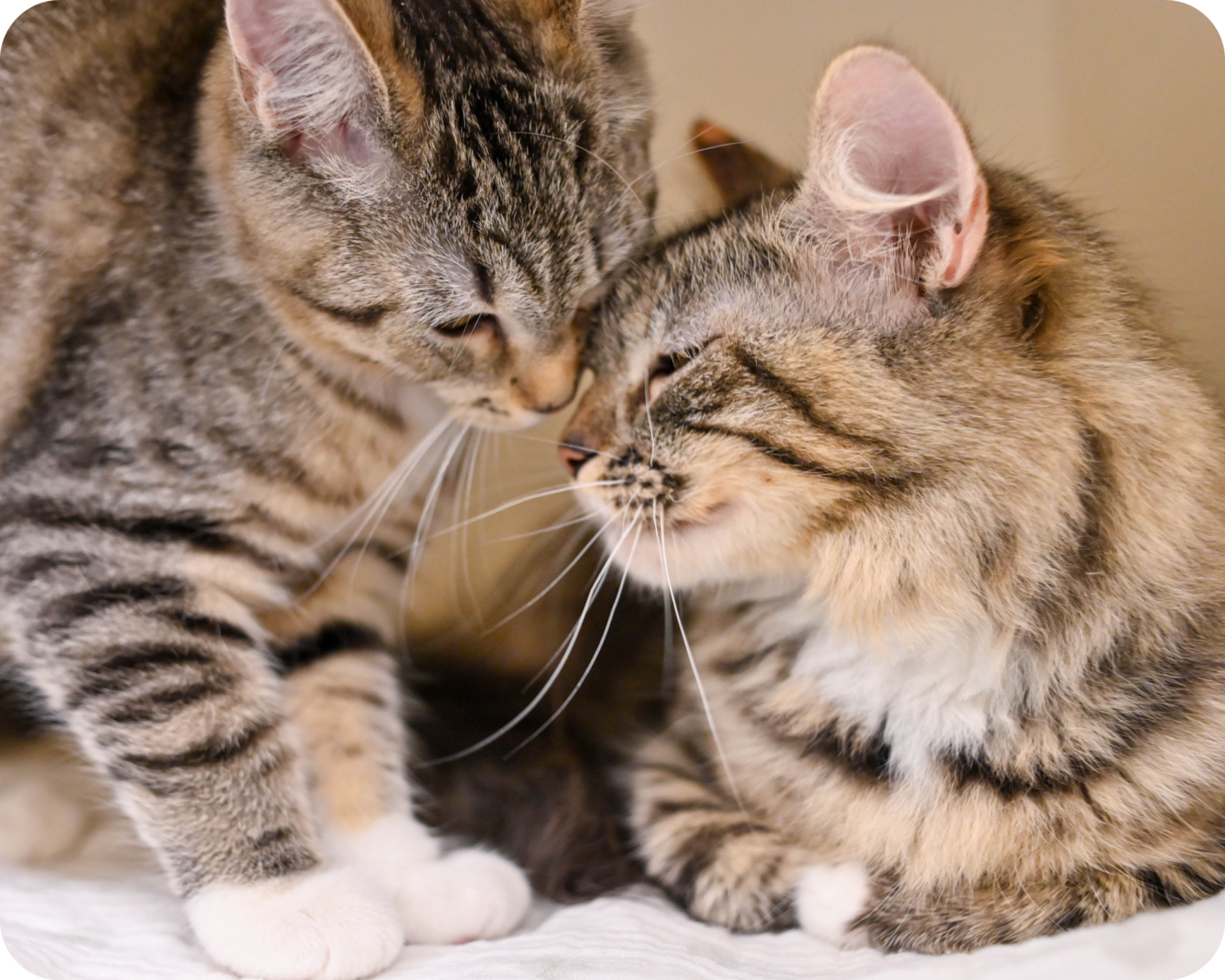 Make a Donation - Animal Refuge League of Greater Portland - Maine ...